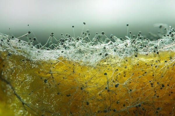 How You Got Mold and What to Do About It - Punctual Plumber Dallas